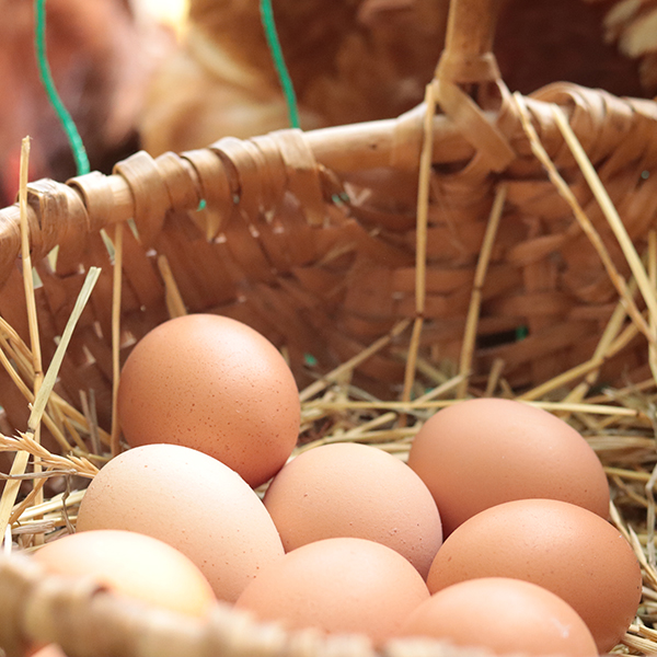Vernumer Hofbüdchen – REUBAHO